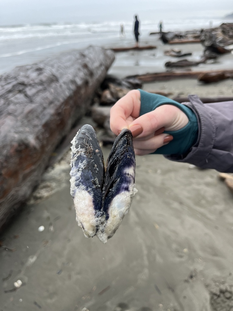 California Mussel from Olympic National Park, WA, US on October 15 ...