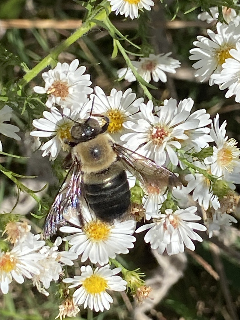 Eastern Carpenter Bee from Vaiden Ridge Dr S, Hernando, MS, US on ...