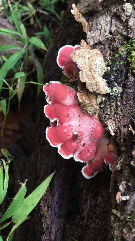 Coral-pink Merulius from Boyds on October 17, 2023 at 02:35 PM by David ...