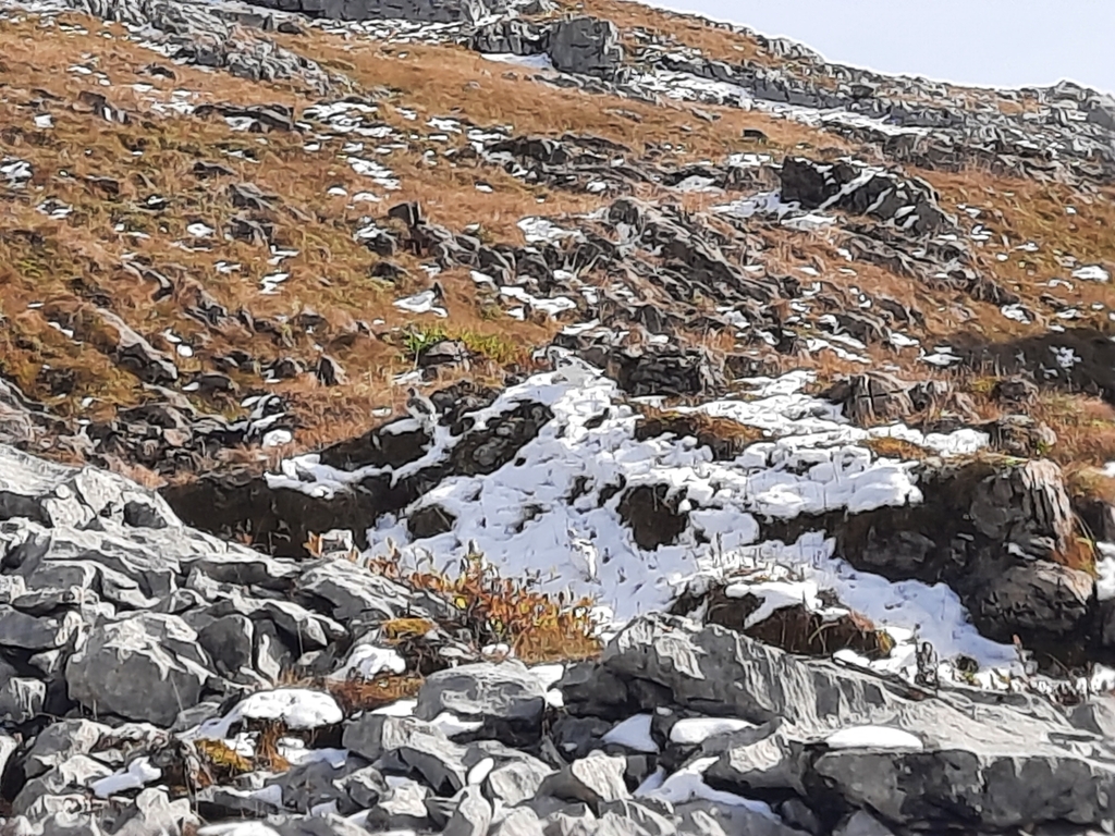 Rock Ptarmigan in October 2023 by Anna Jancso · iNaturalist