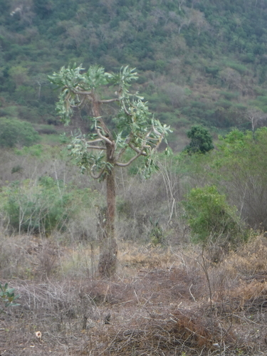 Consolea picardae · iNaturalist