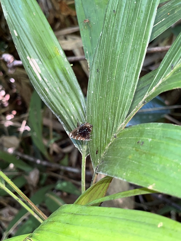 Jet Blackstreak from Tambopata, Peru on October 17, 2023 at 10:31 AM by ...