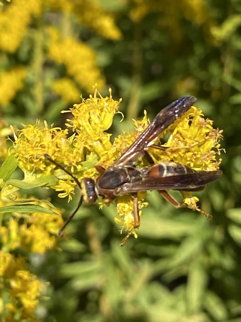 Dark Paper Wasp from Vaiden Ridge Dr S, Hernando, MS, US on October 17 ...