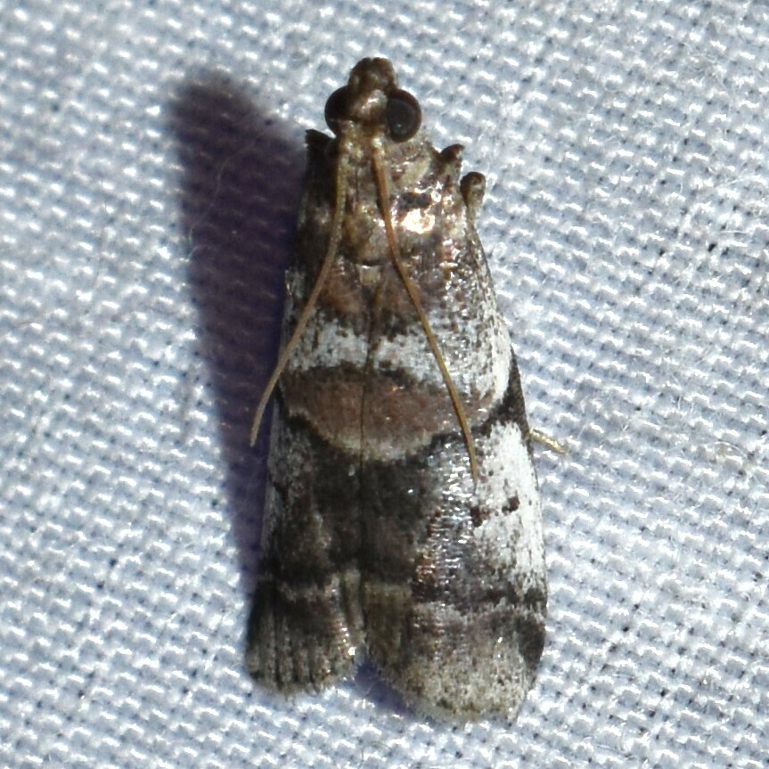 Leaf Crumpler Moth in August 2023 by jeffniz · iNaturalist