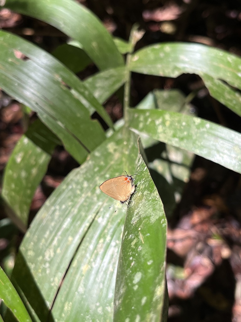 Calycopis from Tambopata, Peru on October 17, 2023 at 10:35 AM by ...