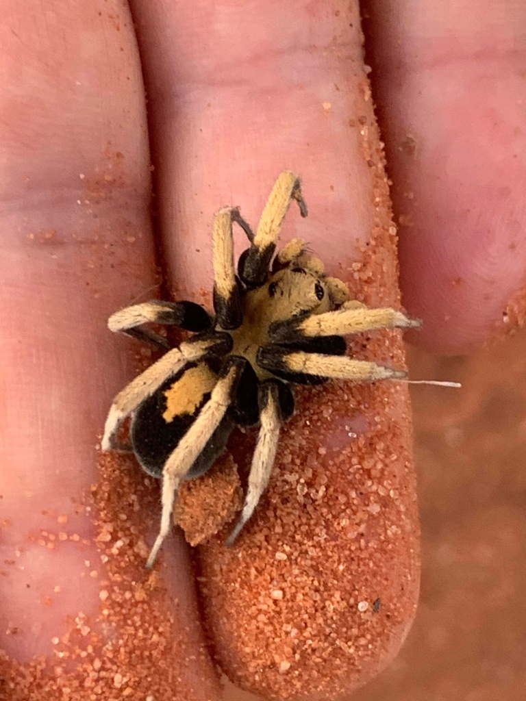 Two-toned wolf spider from Olympic Dam, SA, AU on October 17, 2023 at ...