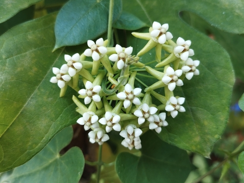 Funastrum bilobum · iNaturalist United Kingdom