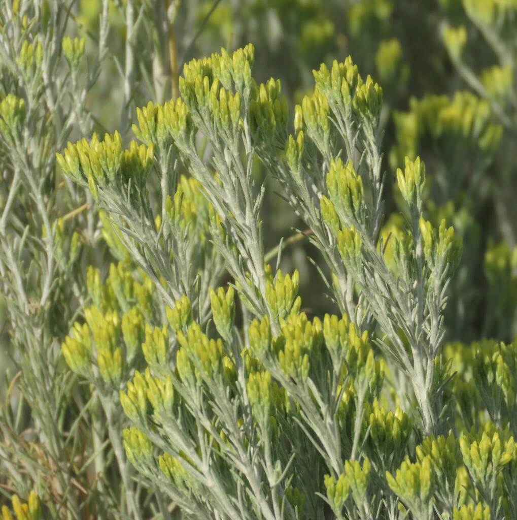 Rubber Rabbitbrush from Sierra Vista Southeast, AZ, USA on October 17 ...