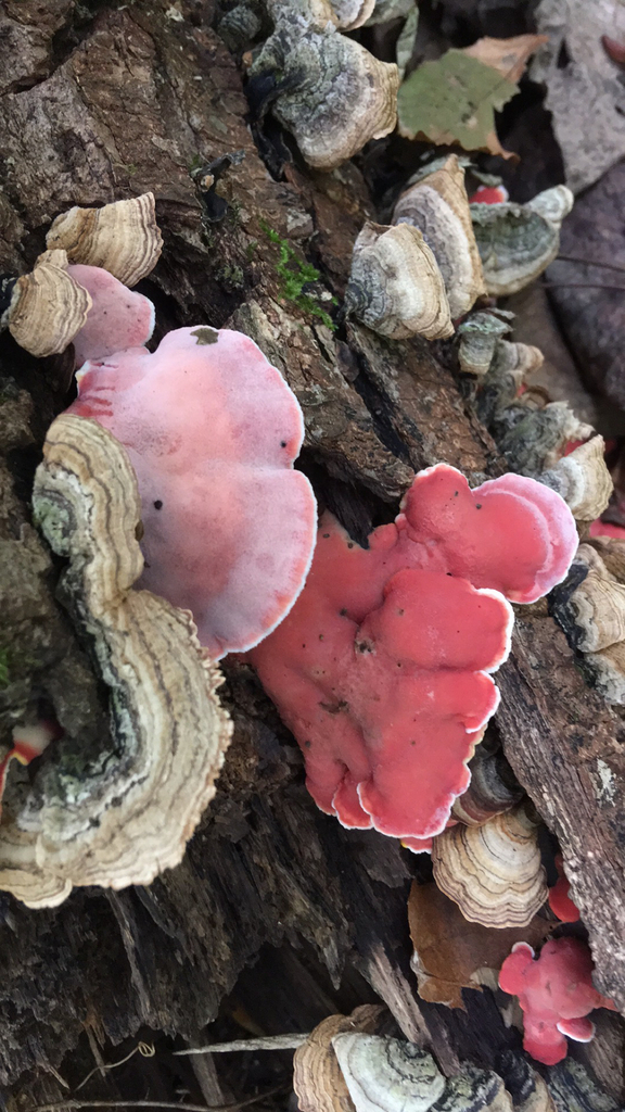 Coral-pink Merulius from Boyds on October 17, 2023 at 02:36 PM by David ...