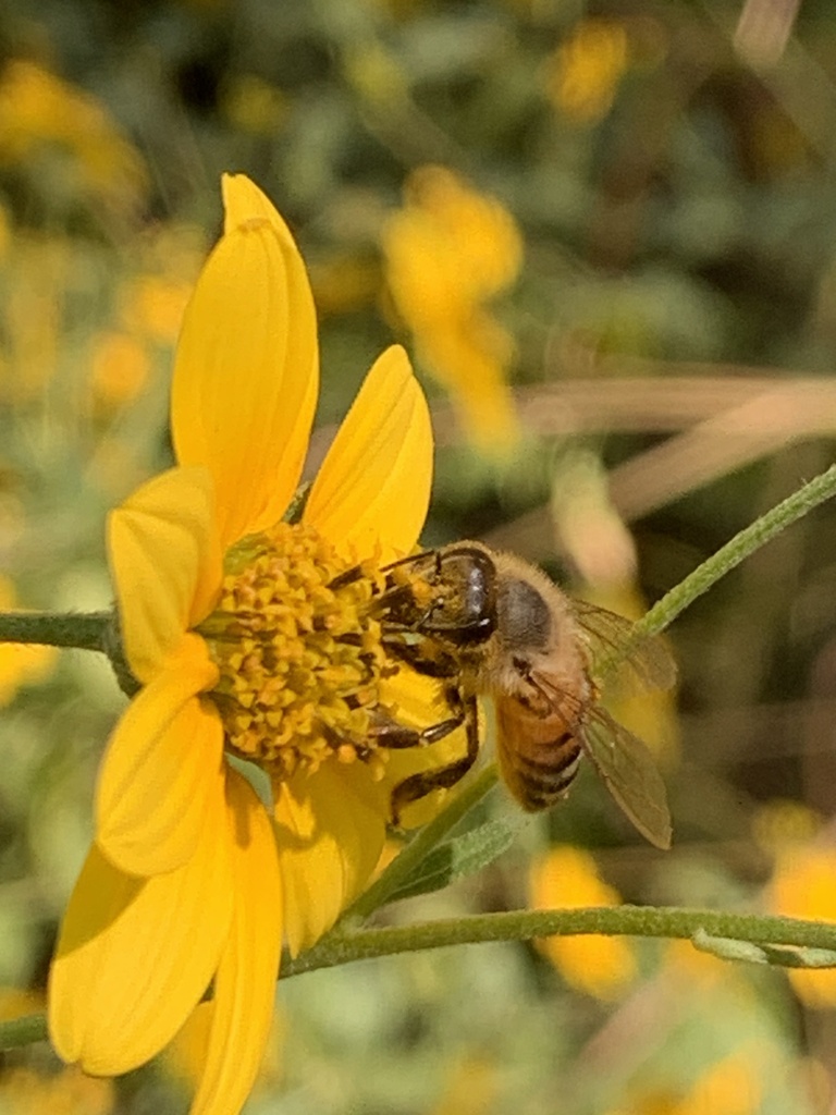 Western Honey Bee from Zilker Botanical Garden, Austin, TX, US on ...