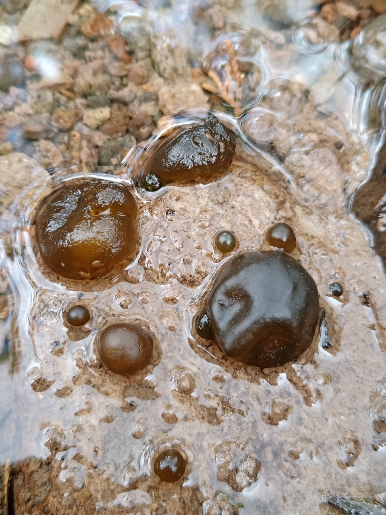 Mare's Eggs from 31858 Chih., México on May 28, 2023 at 03:38 PM by ...