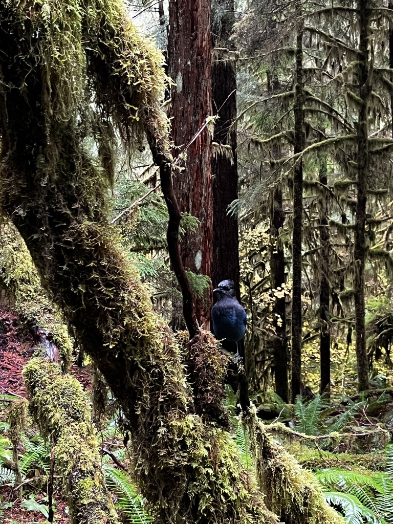 Steller's Jay from Olympic National Park, Port Angeles, WA, US on ...