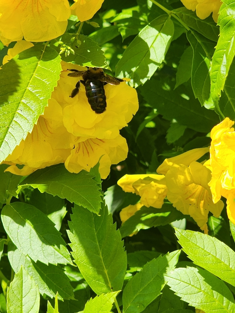 Eastern Carpenter Bee from Houston Museum District, Houston, TX, USA on ...