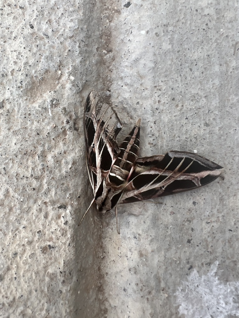 Vine Sphinx from Ensenada de La Paz, La Paz, B.C.S., MX on October 17 ...