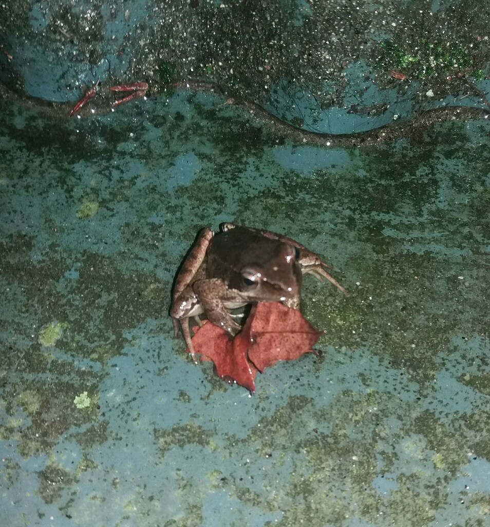 Iberian Frog from Felgueiras, Portugal on October 17, 2023 at 07:57 PM ...