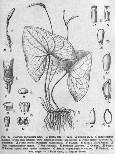 género Ulearum · NaturaLista Colombia