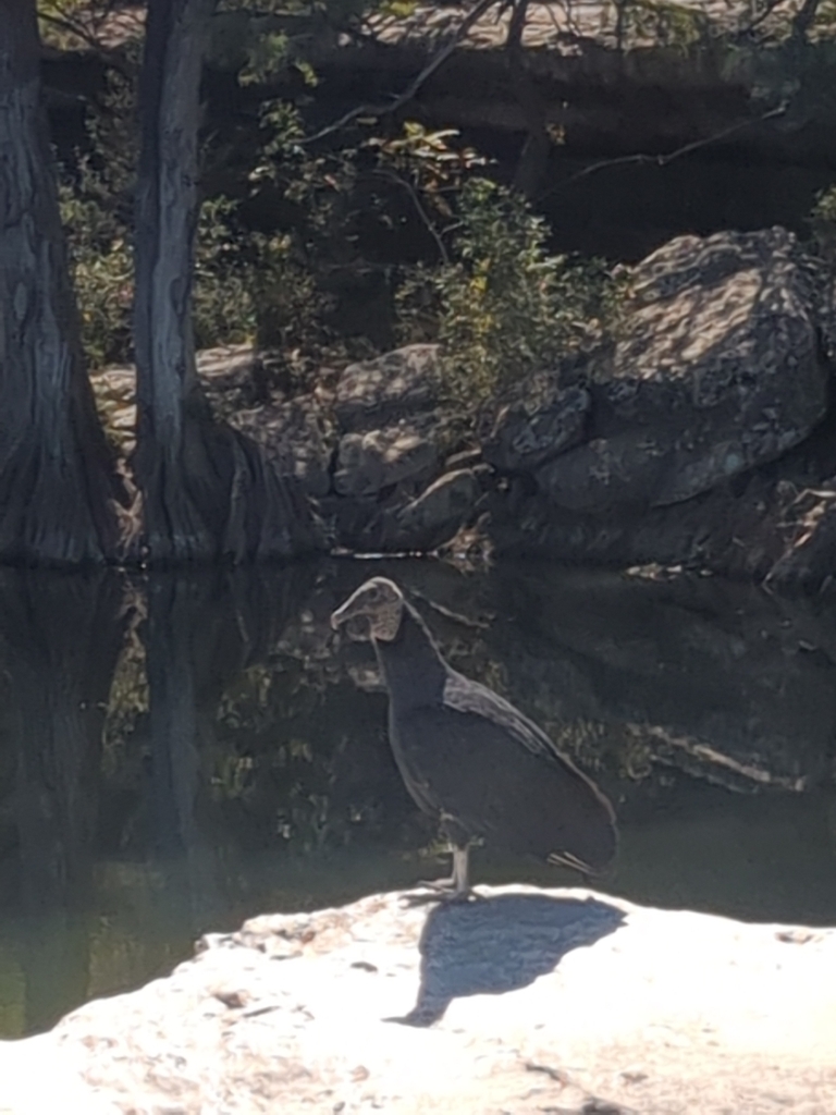 Black Vulture from 57GF+472, Austin, TX 78744, USA on October 17, 2023 ...