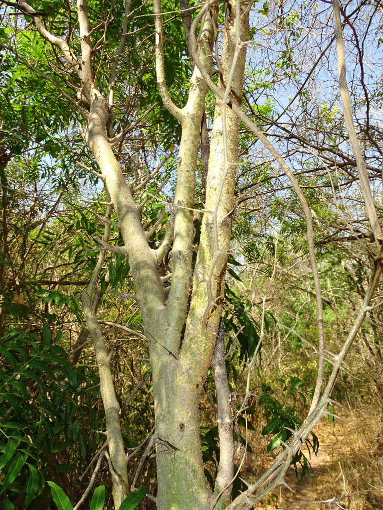 Fustic (Maclura tinctoria) - Botanical Realm