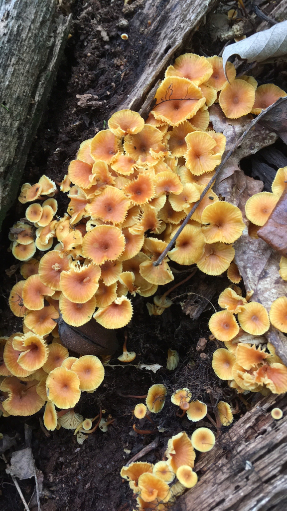 Pinewood Gingertail from Montgomery County, US-MD, US on October 17 ...