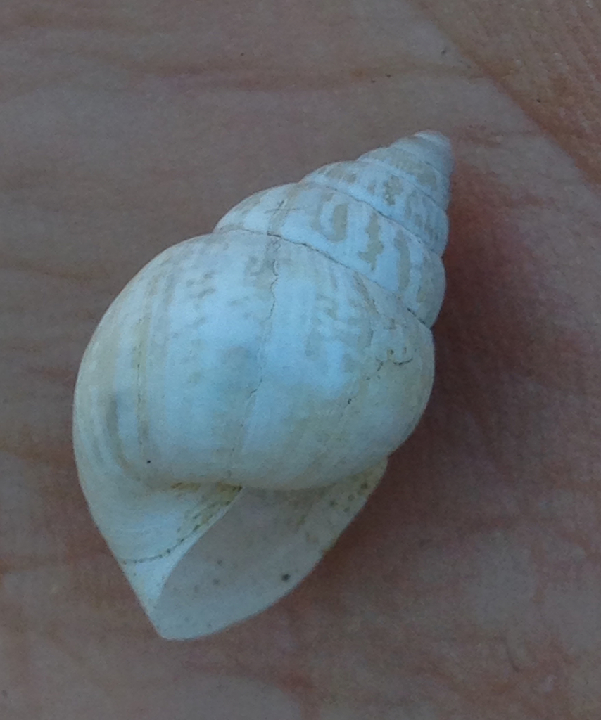 whitewashed rabdotus (Terrestrial Mollusks of Alabama) · iNaturalist