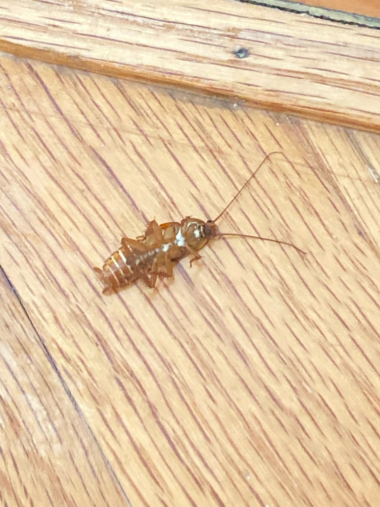 American Cockroach from Tampa, FL on October 13, 2023 at 12:02 PM by ...