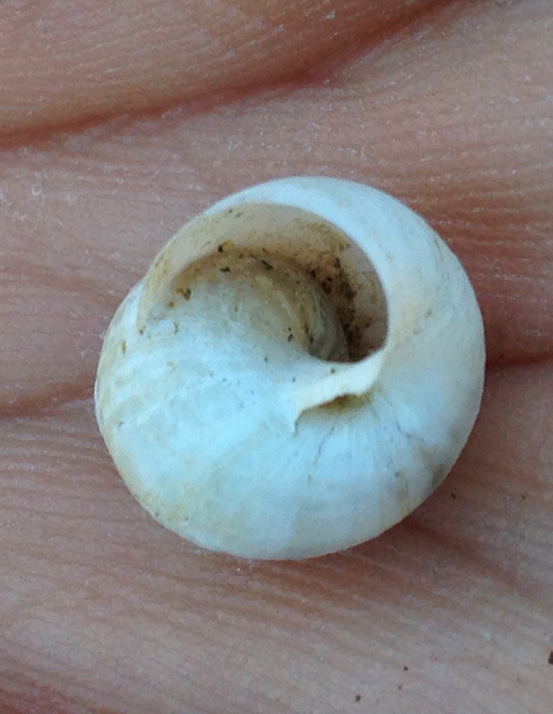 whitewashed rabdotus (Terrestrial Mollusks of Alabama) · iNaturalist