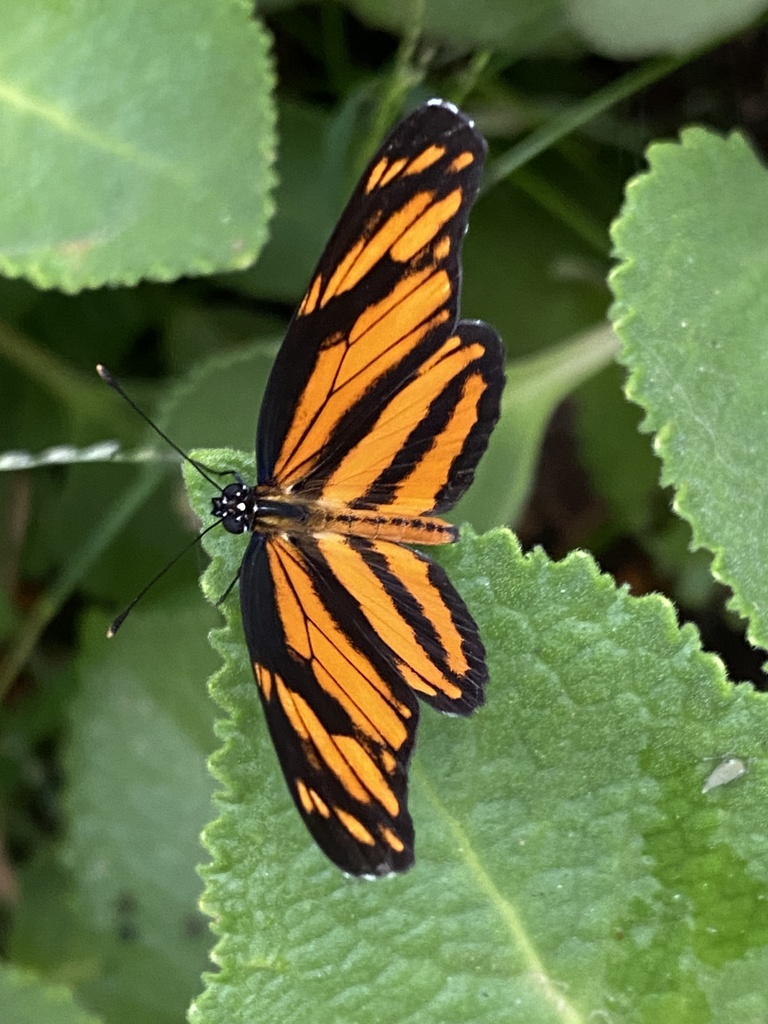 Longwing Crescent from Avenida 16 Poniente, Fortín, Ver., MX on October ...