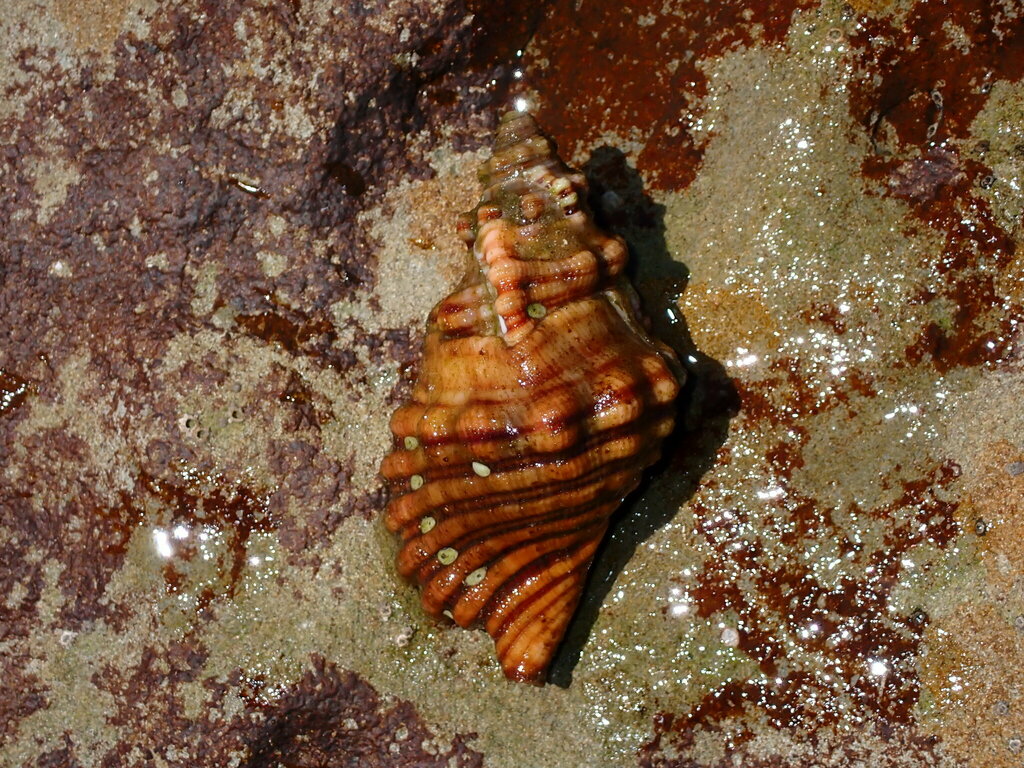 Spengler's Trumpet Snail from Central Coast NSW, Australia on October ...