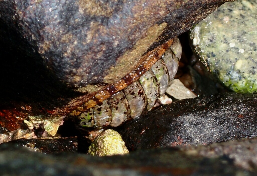 Snakeskin Chiton from Central Coast NSW, Australia on October 13, 2023 ...
