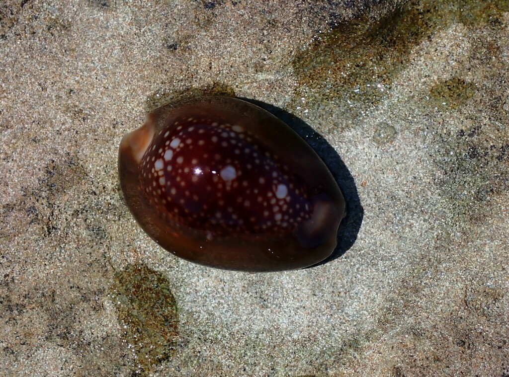 Snakehead Cowrie from Central Coast NSW, Australia on October 13, 2023 ...