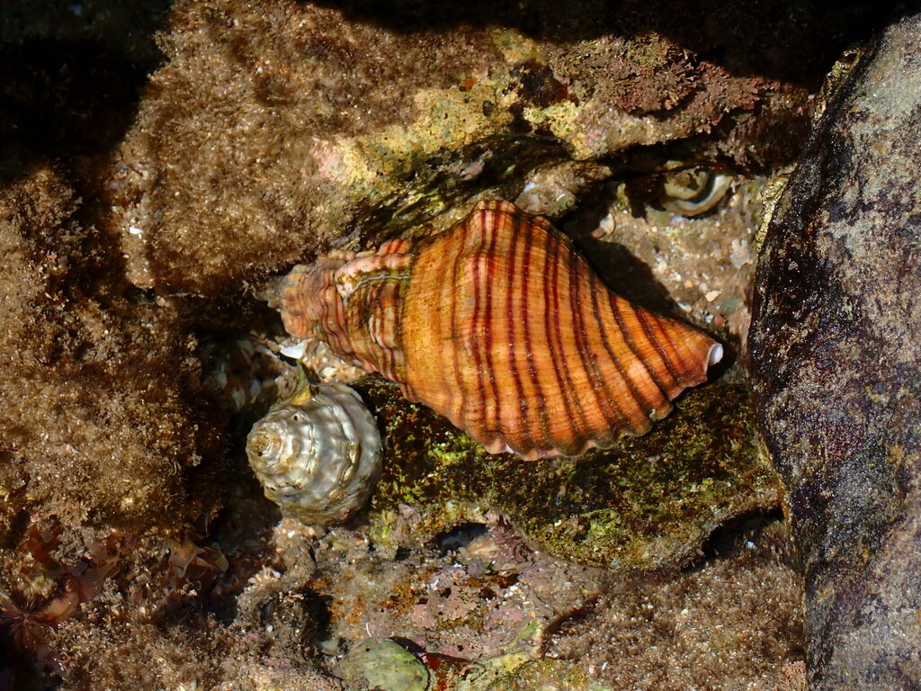 Spengler's Trumpet Snail from Central Coast NSW, Australia on October ...