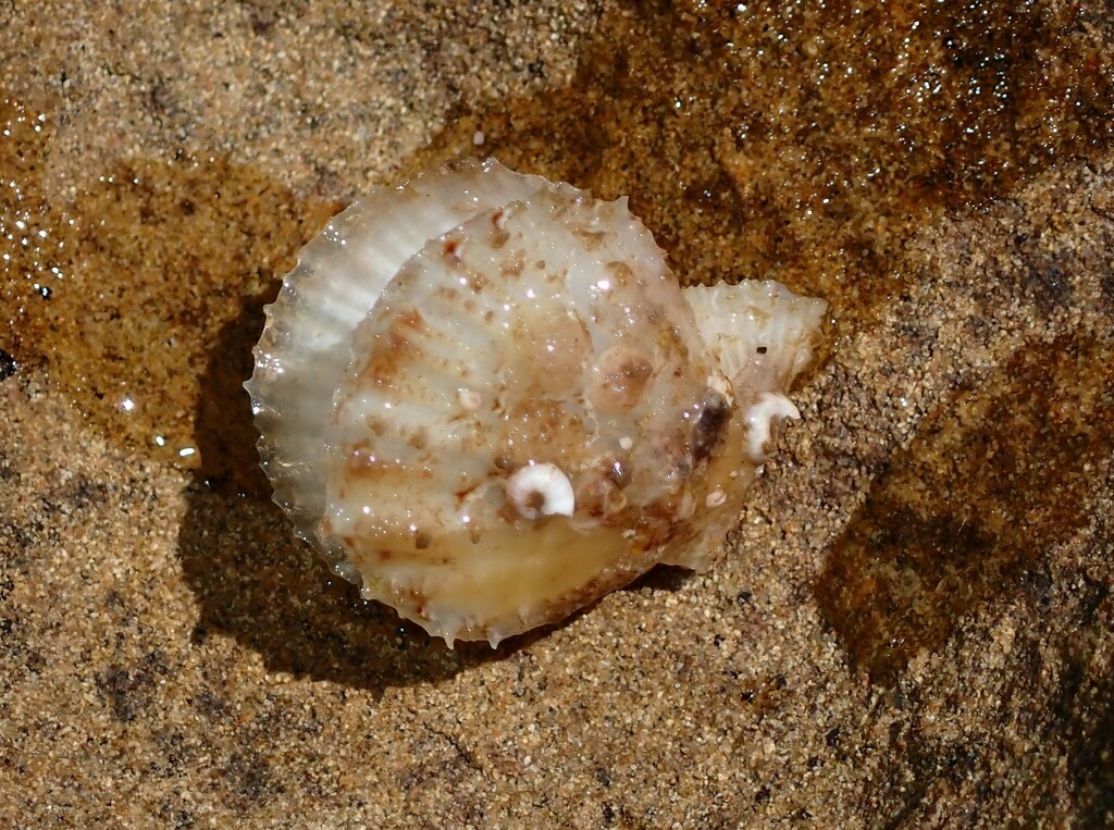 Livid Fan Scallop from Central Coast NSW, Australia on October 13, 2023 ...