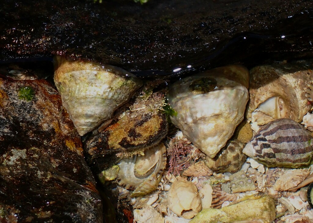 Common Tent Shell from Central Coast NSW, Australia on October 13, 2023 ...