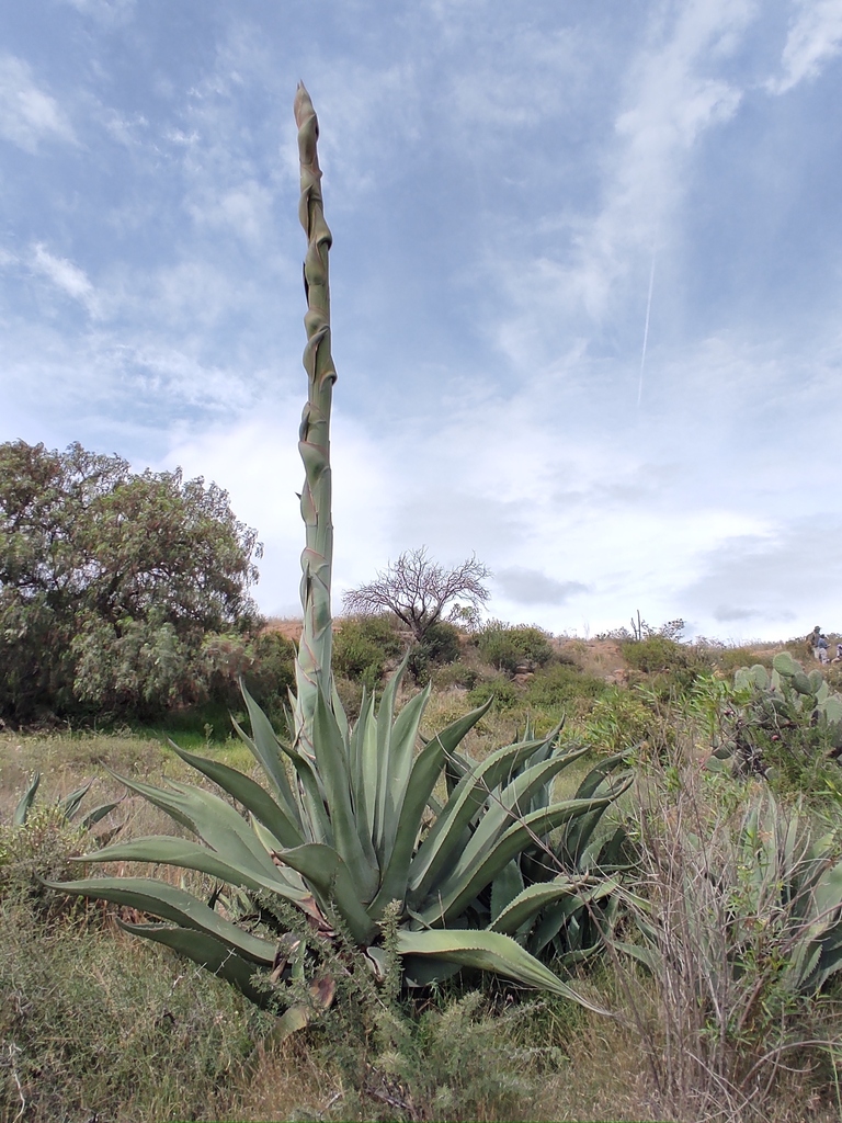 Pulque agave from Zumpango, Méx., México on October 7, 2023 at 10:43 AM ...