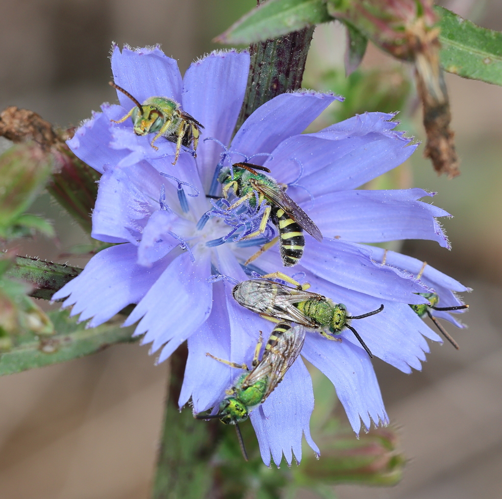 Bicolored Striped Sweat Bee from Greene County, OH, USA on October 17 ...