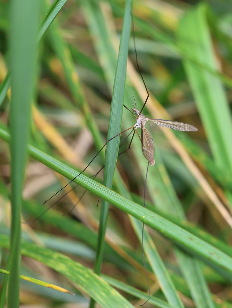 Common Crane Flies from Greene County, OH, USA on October 17, 2023 at ...