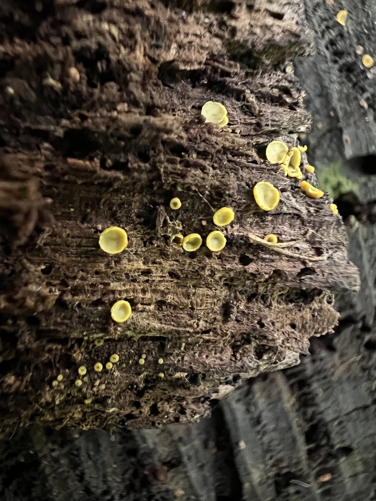 Chlorosplenium from Albert Johnson Rd, Nashville, IN, US on October 17 ...