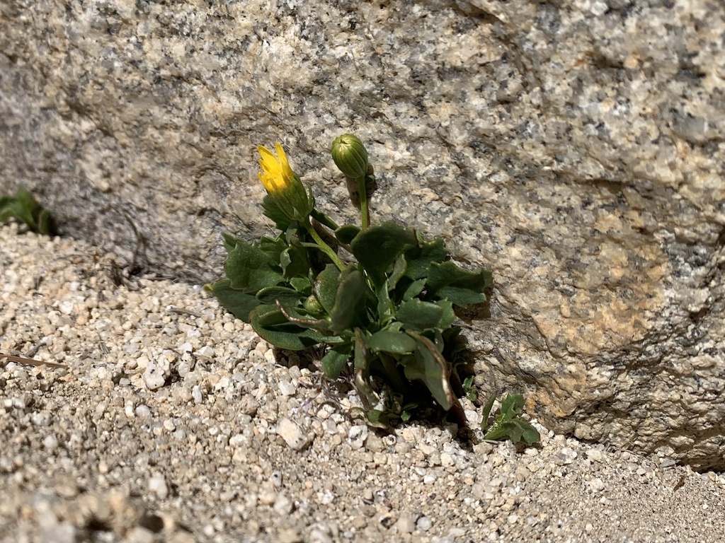 western dwarf mountain ragwort from Sand To Snow National Monument ...