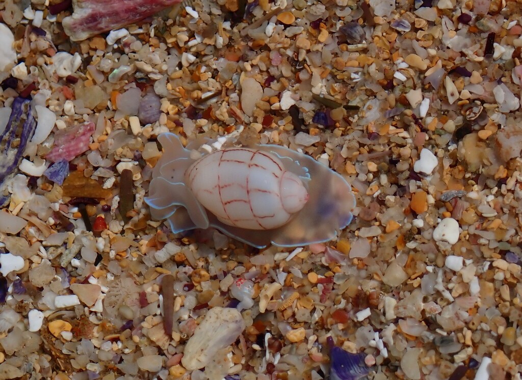 Red-lined Bubble Snail from Central Coast NSW, Australia on October 13 ...