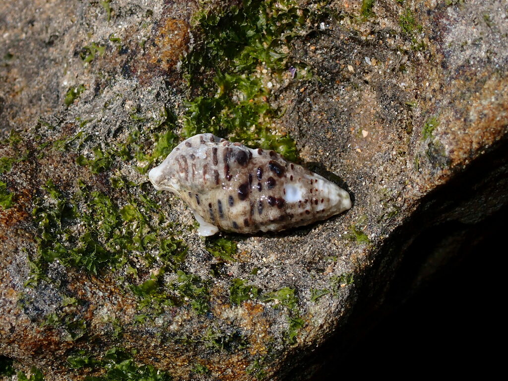 Clypeomorus petrosa from Central Coast NSW, Australia on October 13 ...
