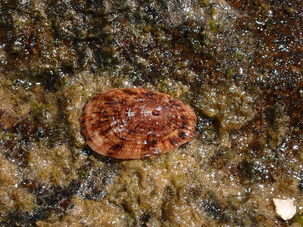 Diodora lineata from Central Coast NSW, Australia on October 13, 2023 ...