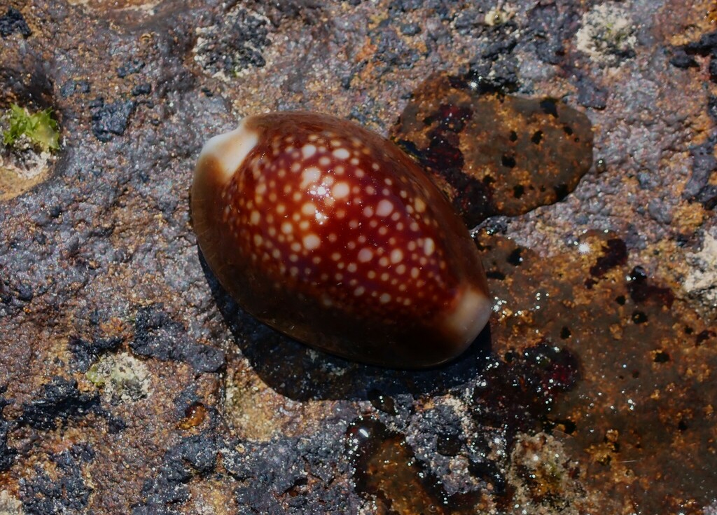 Snakehead Cowrie from Central Coast NSW, Australia on October 13, 2023 ...