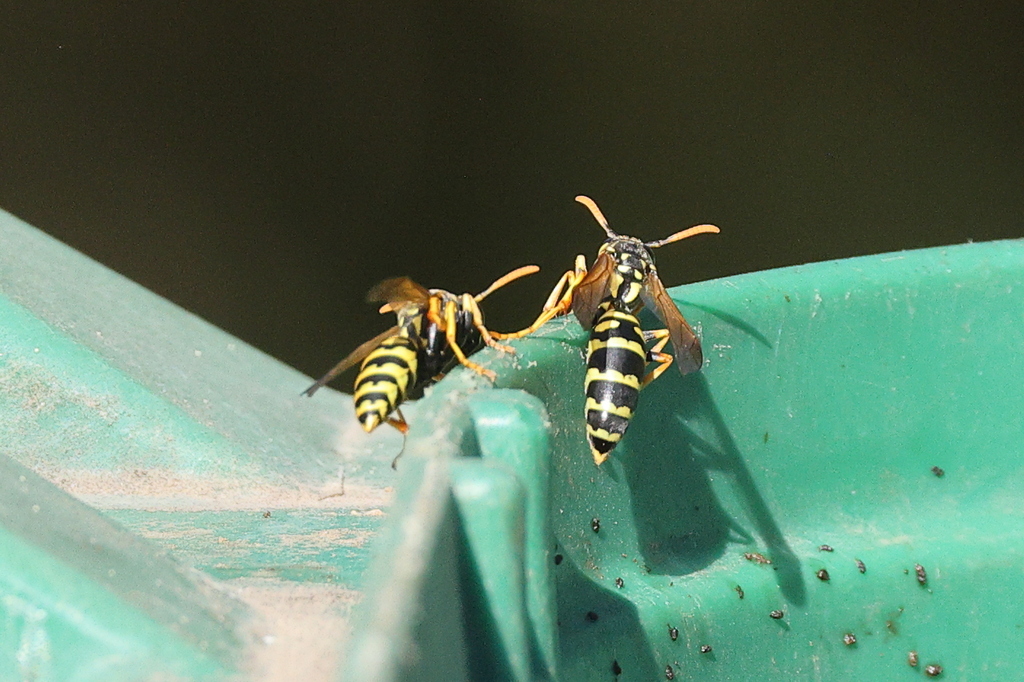 European Paper Wasp from Wilton, CA, USA on October 17, 2023 at 01:09 ...