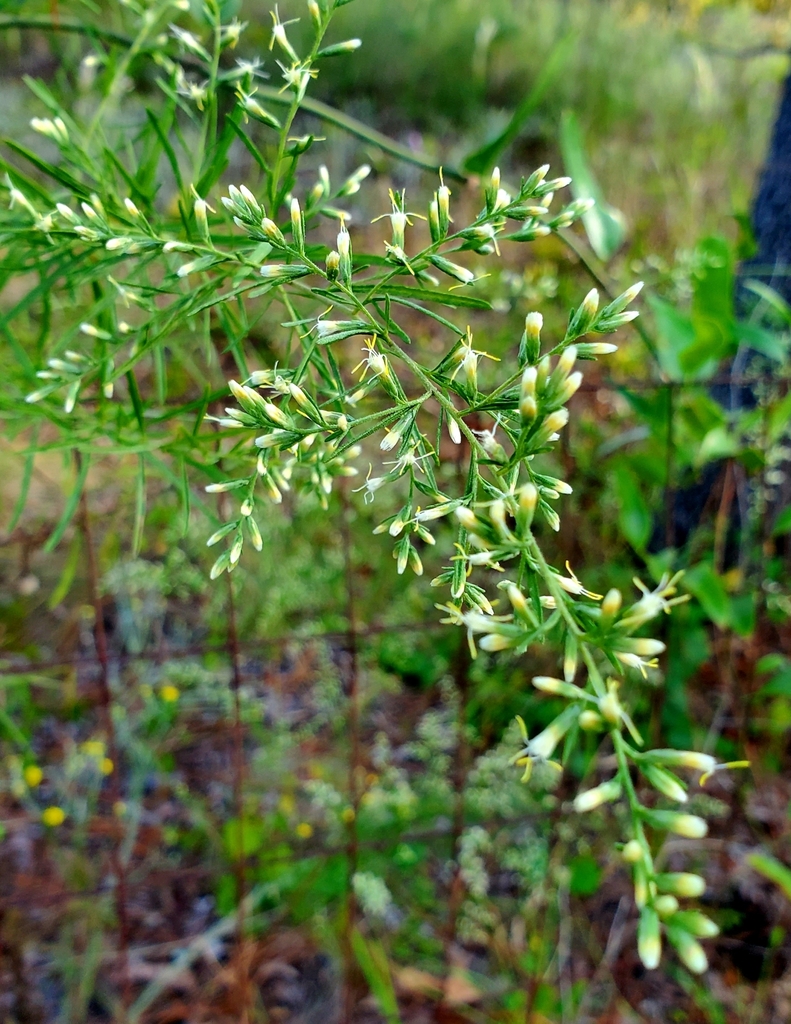 Coastal Dog Fennel from Hawthorne, FL 32640, USA on October 17, 2023 at ...