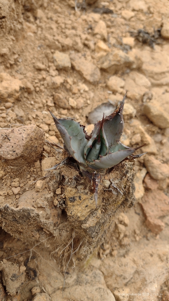 Agave inaequidens from 52936 Méx., México on October 14, 2023 at 02:56 ...