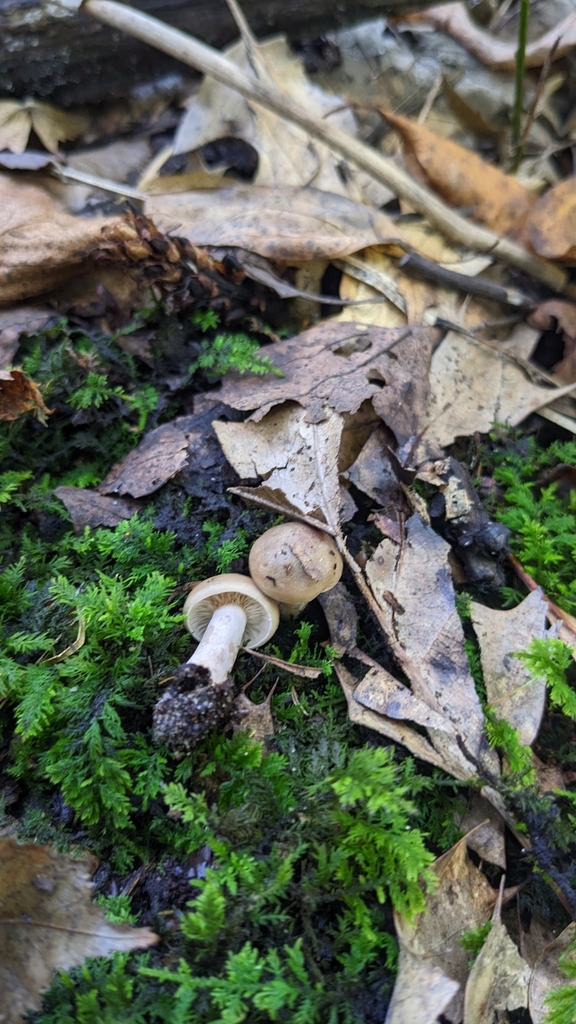 Lactarius imperceptus from Westchester Township, IN, USA on October 17 ...