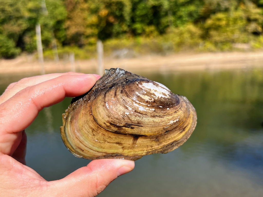 Fragile Papershell from Beaver Lake, Rogers, AR, US on October 12, 2023 ...