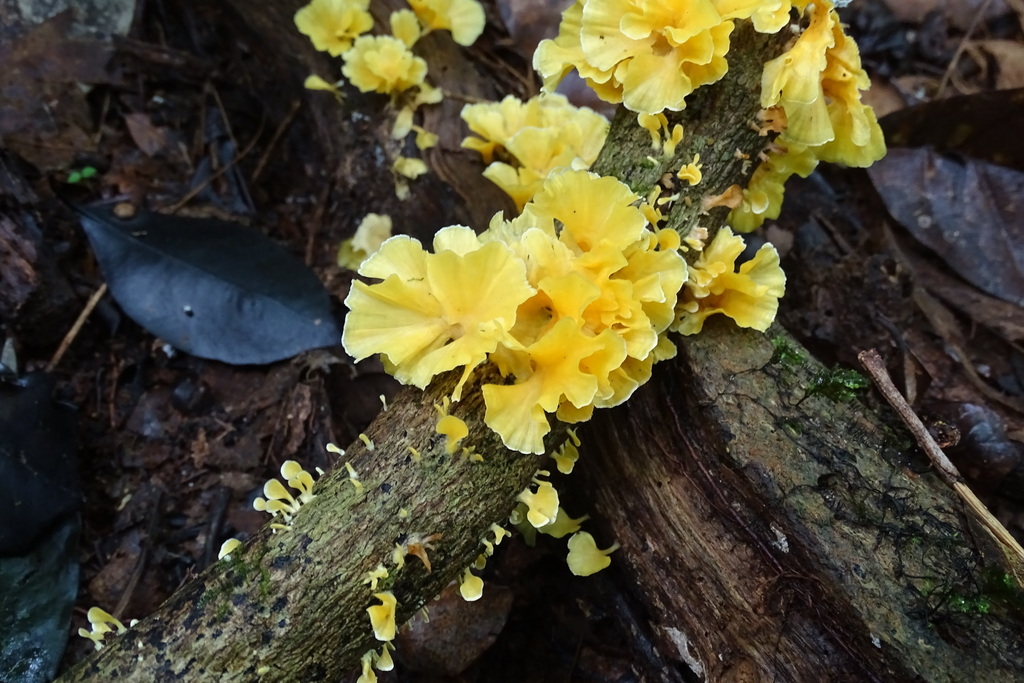 Cotylidia aurantiaca from Chucanti Reserve Panama on October 14, 2023 ...