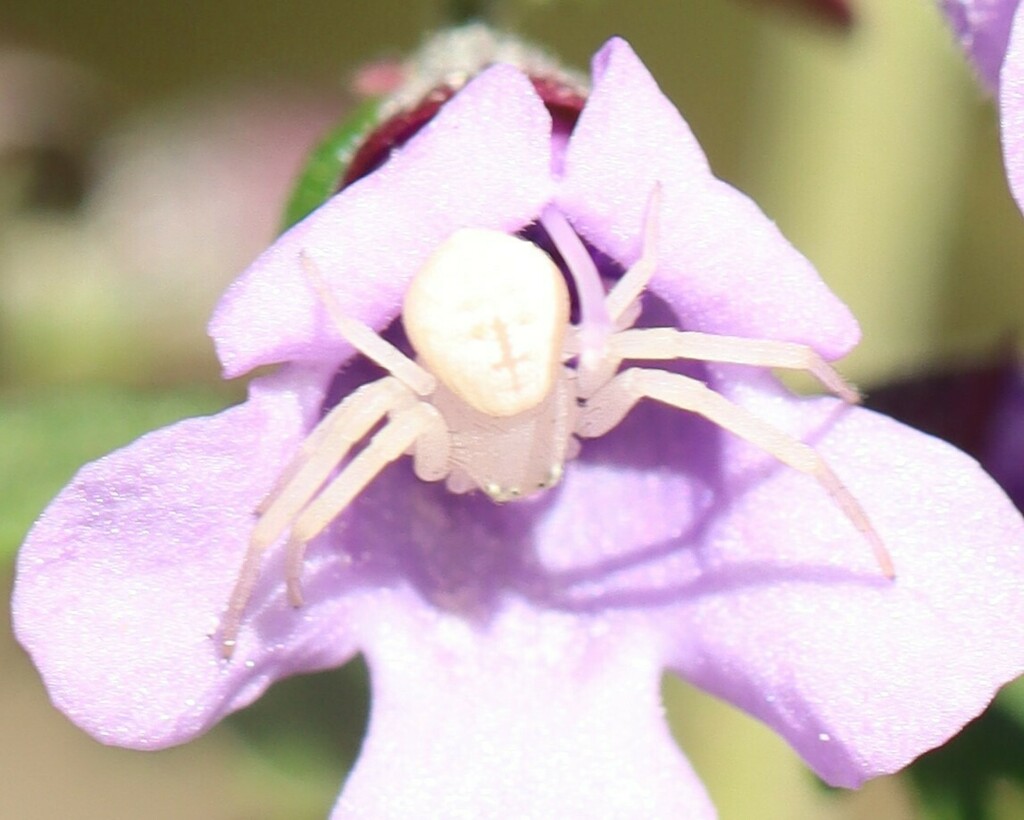Milky Flower Spider in September 2023 by Nature_Lover. Location: Lower ...