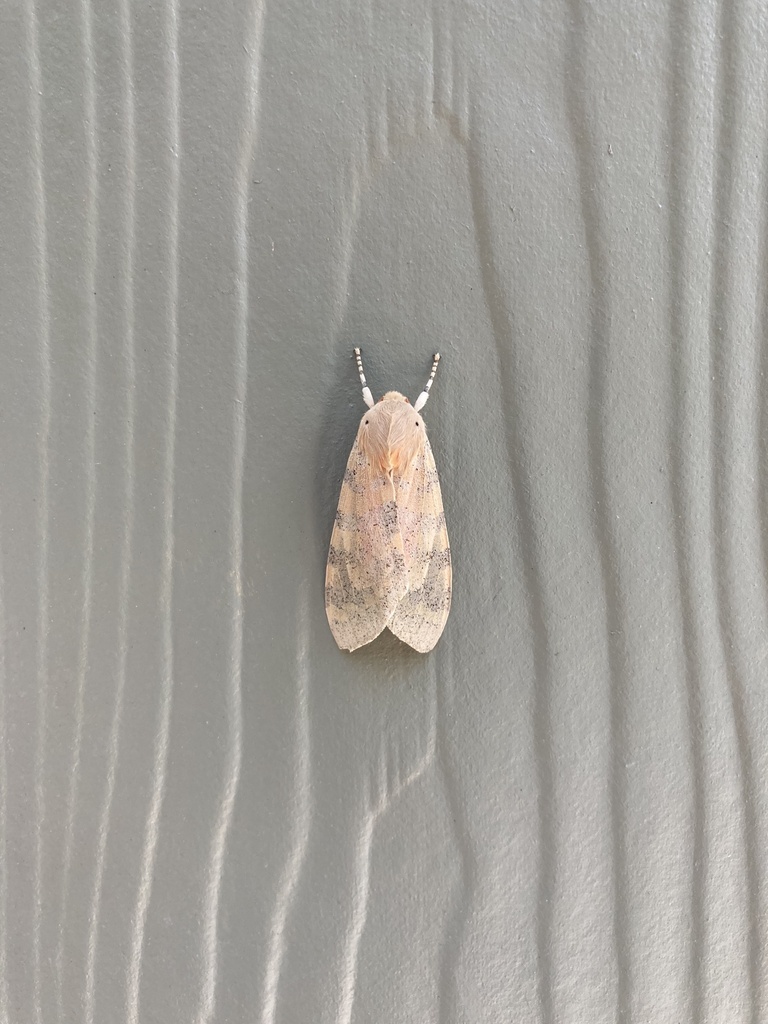 Edwards' Glassy-wing Moth from Parkside Ln, Pine Grove, CA, US on ...